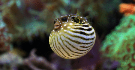 Curiosidades sobre o Baiacu: O Peixe Inflável que Encanta e Assusta